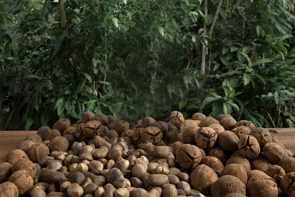 Bioingredientes Amazónicos de Colombia – Bioingredientes Amazónicos de ...